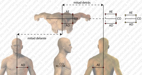 Proporciones del pecho masculino El octavo de pecho