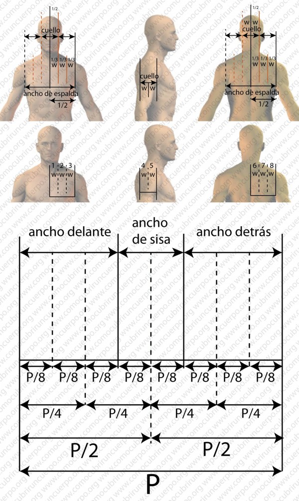 Proporciones del pecho masculino El octavo de pecho